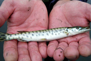 Information about Michigan muskies – Michigan Muskie Alliance